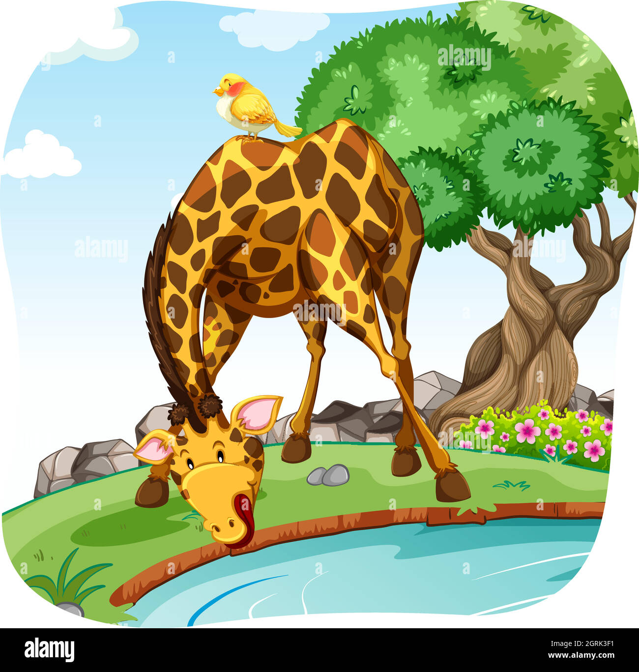 Giraffe drink Stock Vector Images - Alamy