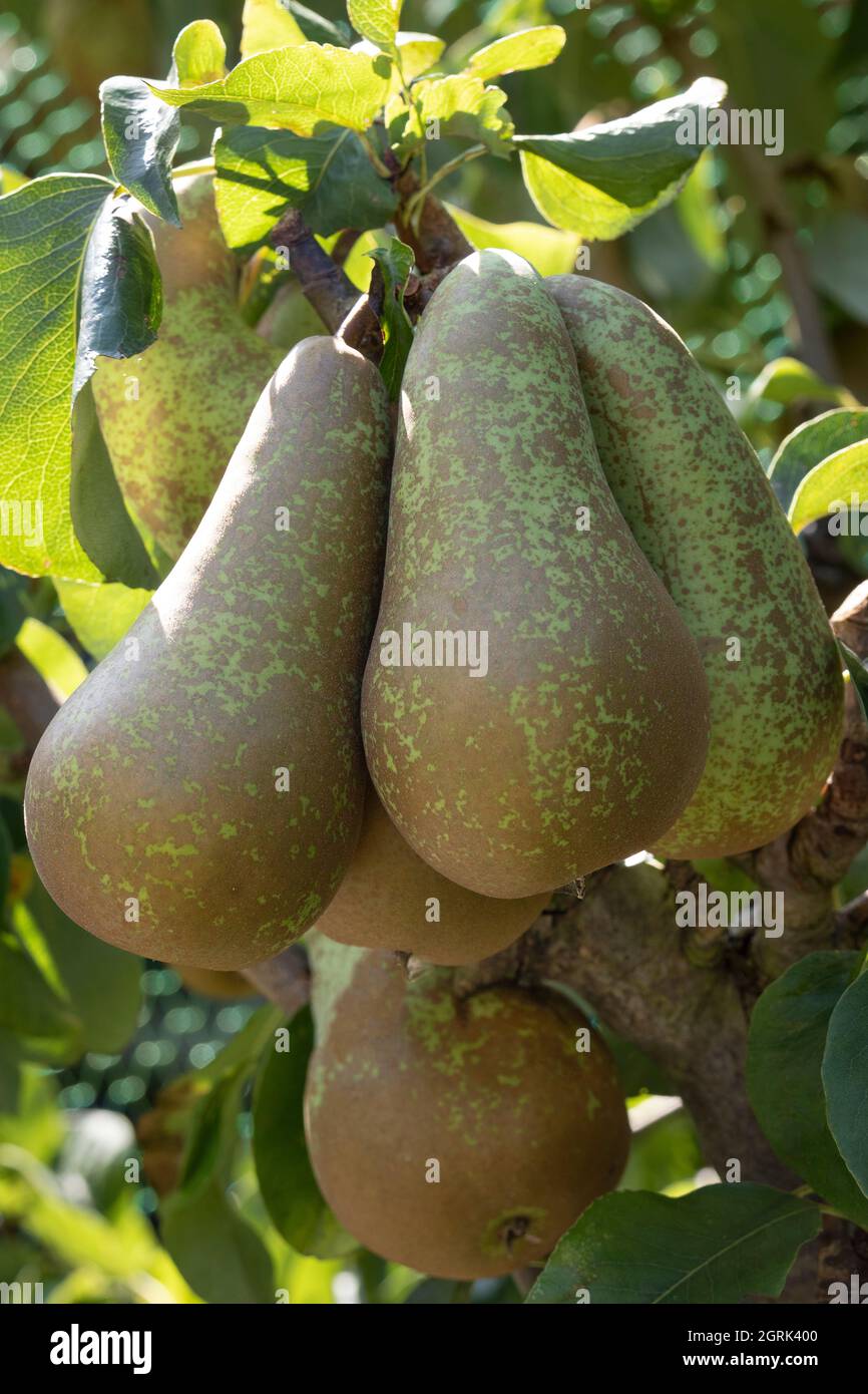 Conference pear harvest hi-res stock photography and images - Alamy