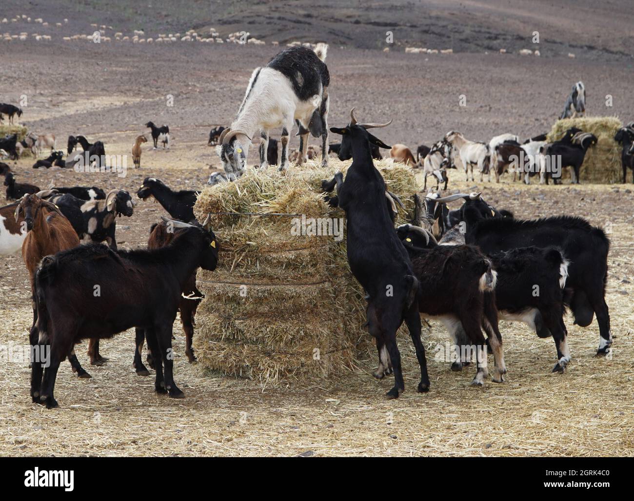 Fuerteventura goat cheese hi-res stock photography and images - Alamy