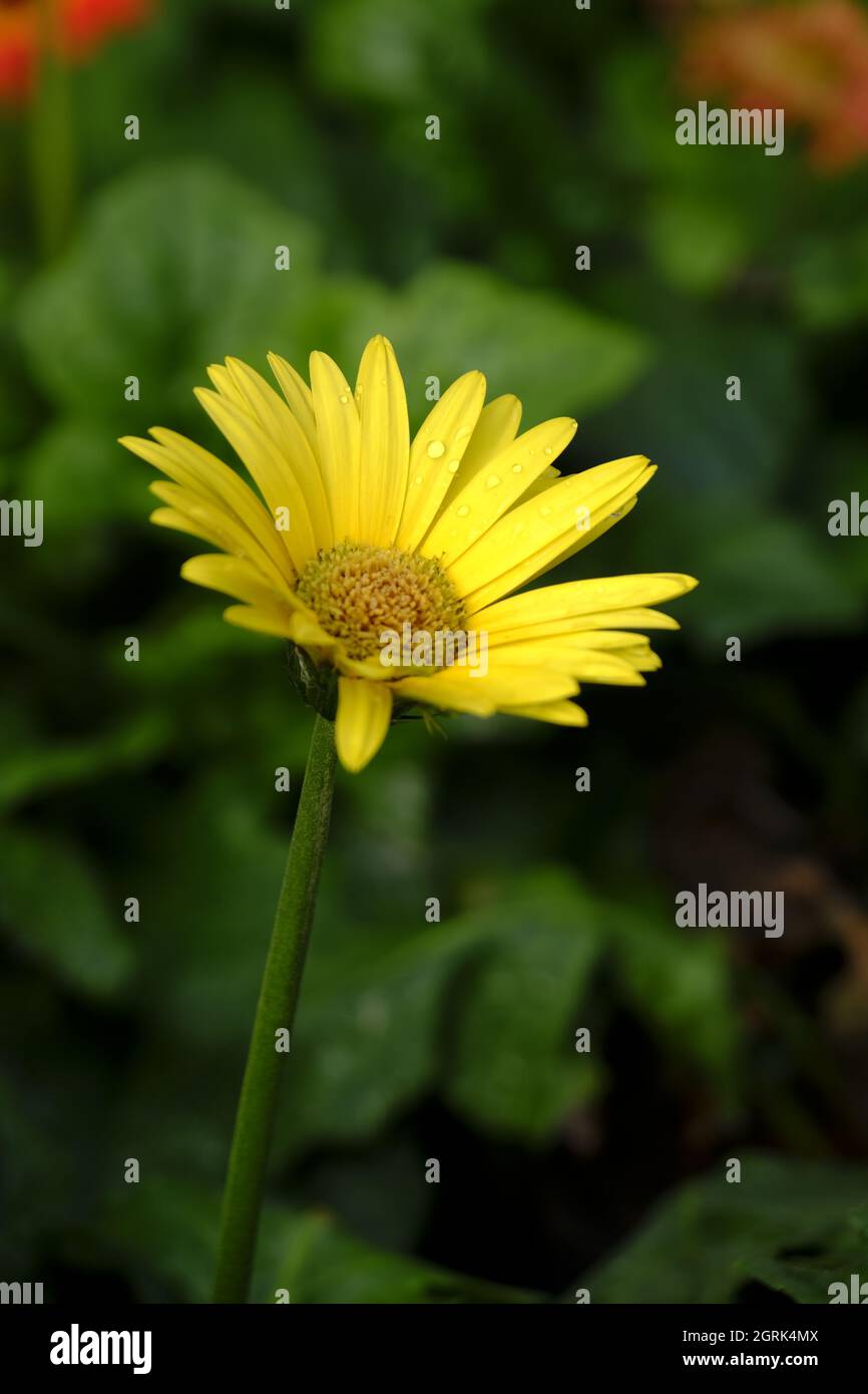 Gerbera in Yellow colour. Floral photography. Floral desktop background ...