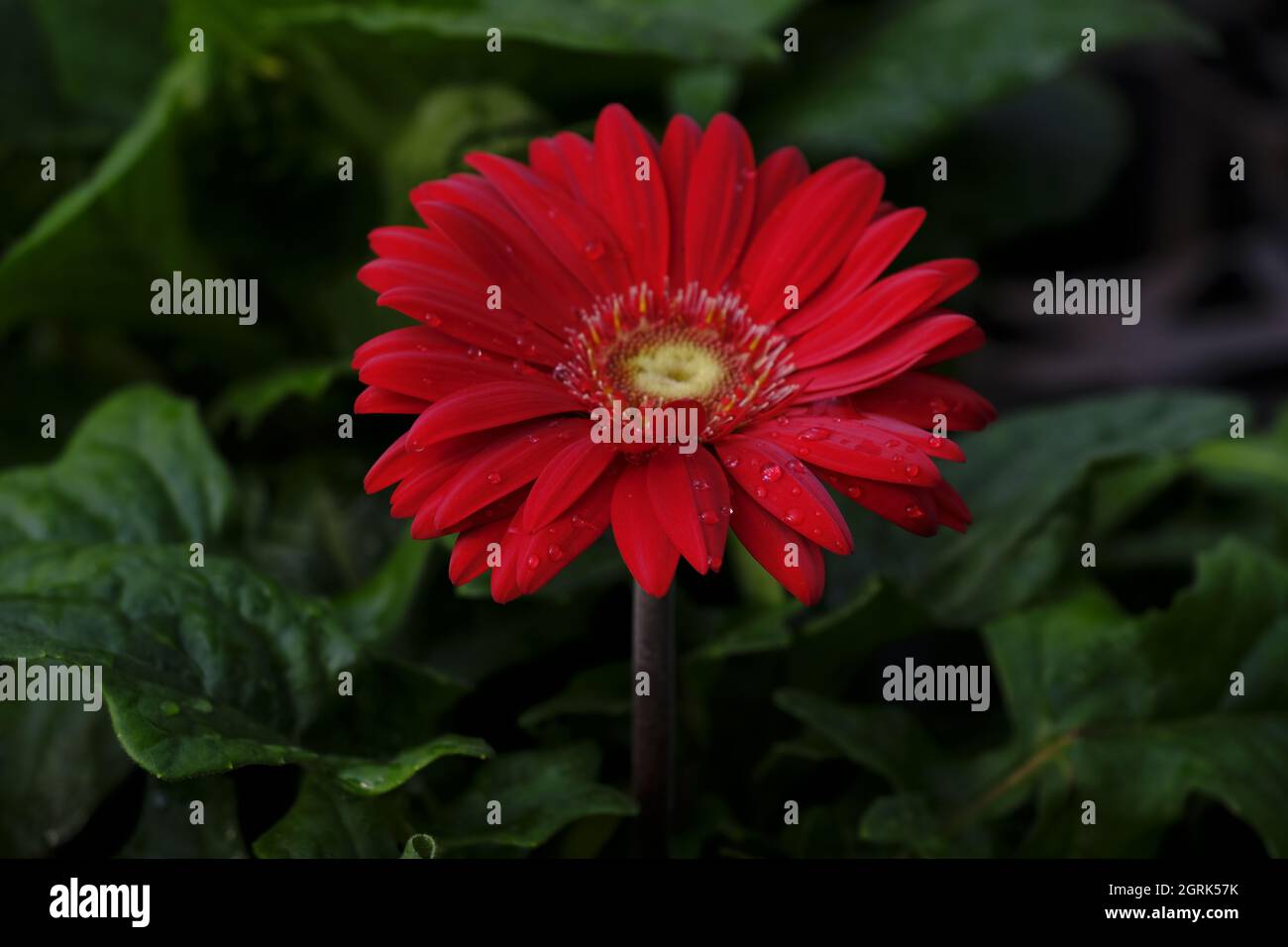 Gerbera in Red colours. Floral photography. Floral desktop background ...