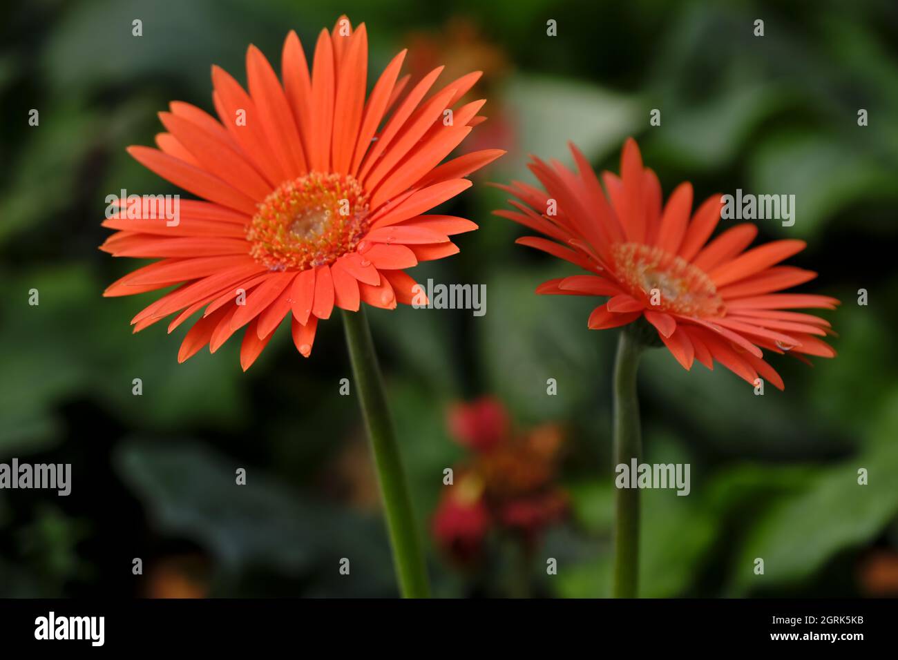Gerbera in Red colours. Floral photography. Floral desktop background ...