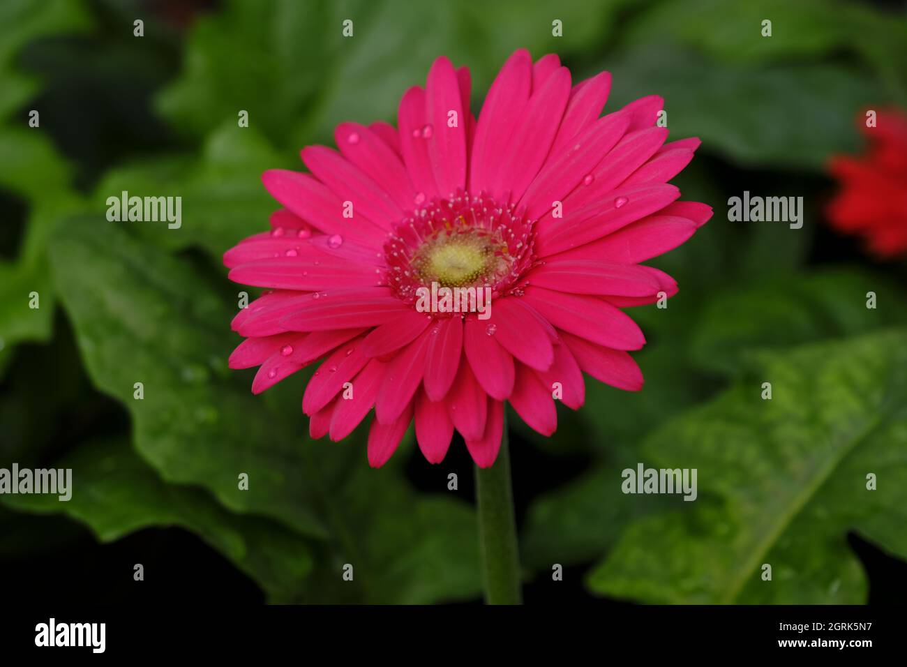 Gerbera in Pink colour. Floral photography. Floral desktop background ...