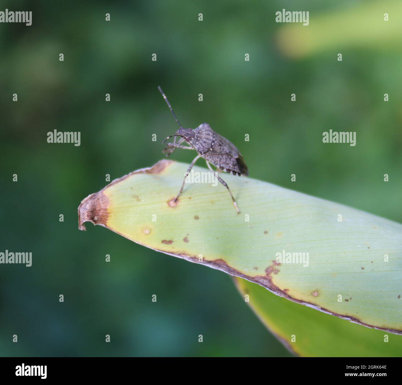 Large stink bug hi-res stock photography and images - Alamy