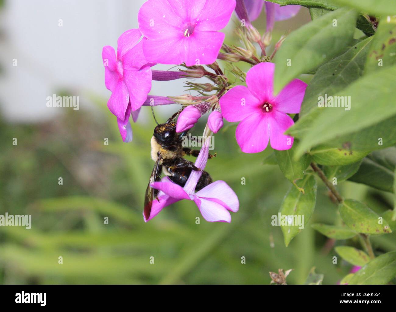 Bee on pink wild hi-res stock photography and images - Alamy