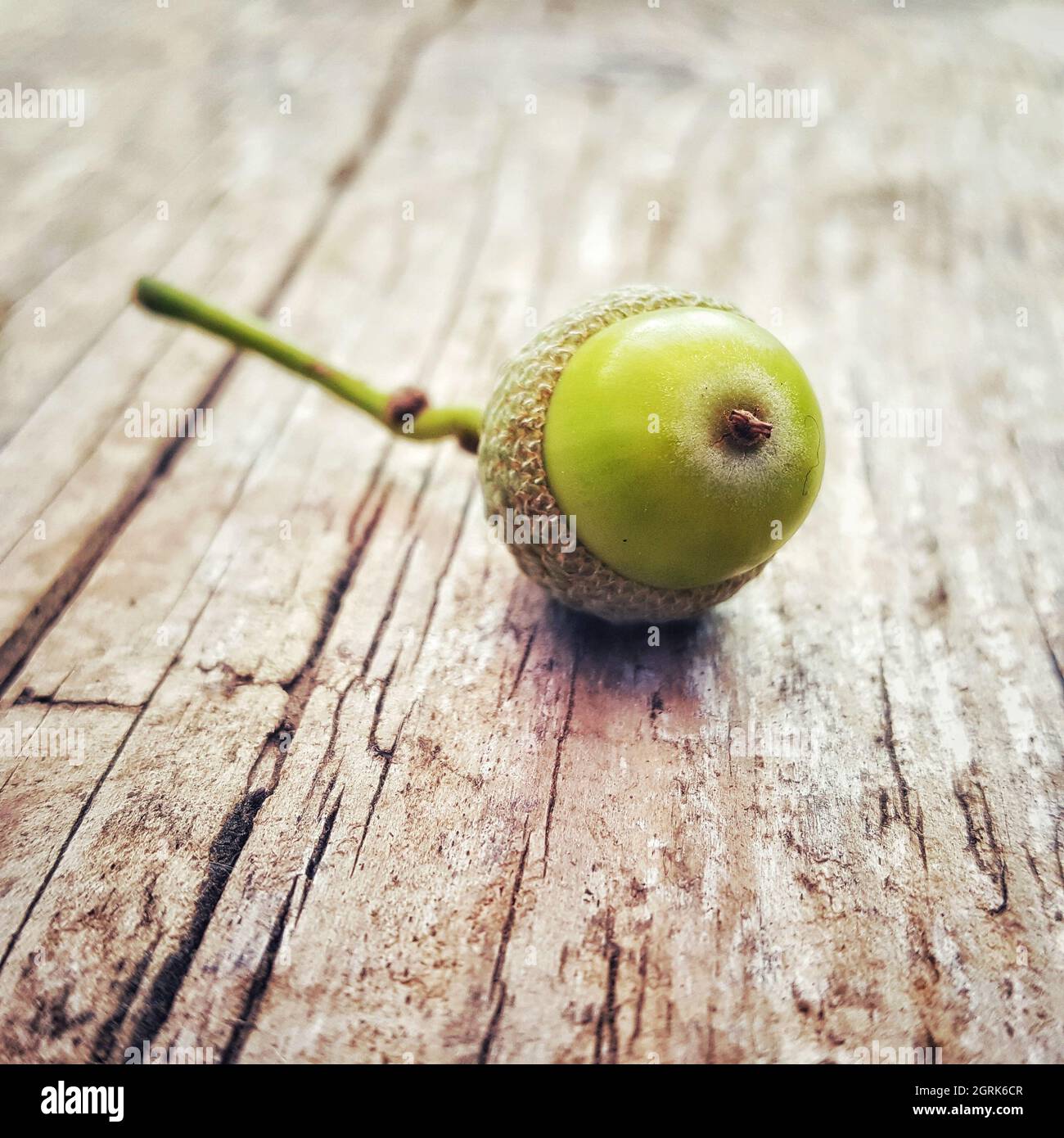 Potential growth acorn hi-res stock photography and images - Alamy