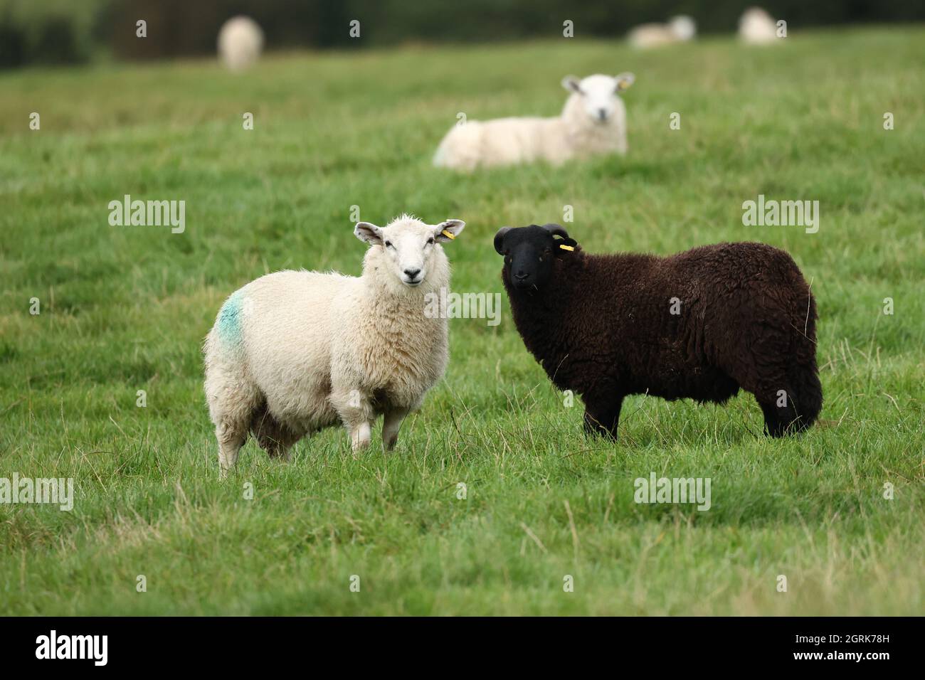 Sheep in wales hi-res stock photography and images - Alamy