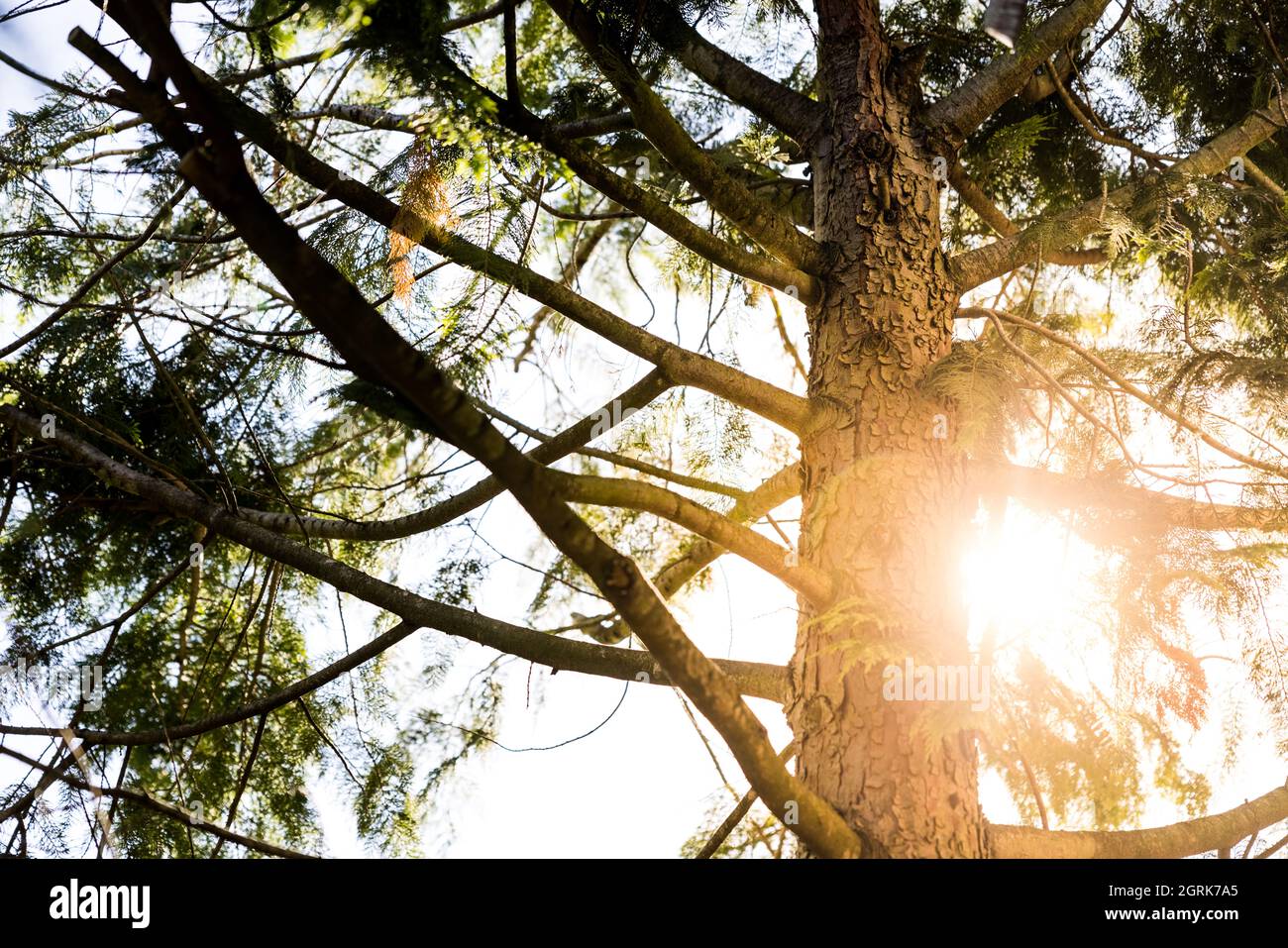 Low angle shot of sun rays falling in pine trees Stock Photo - Alamy