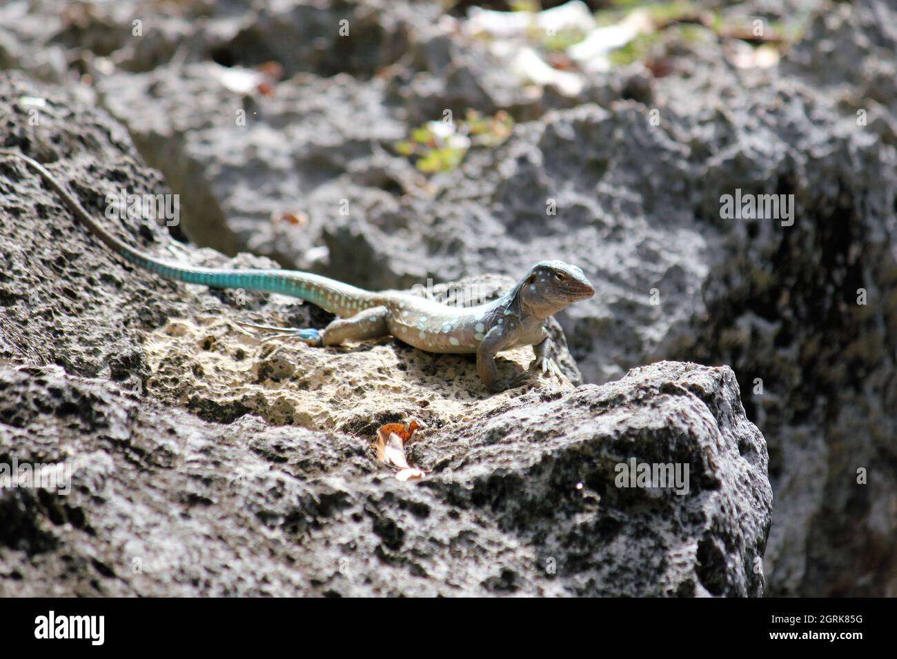 Rincon bonaire hi-res stock photography and images - Alamy