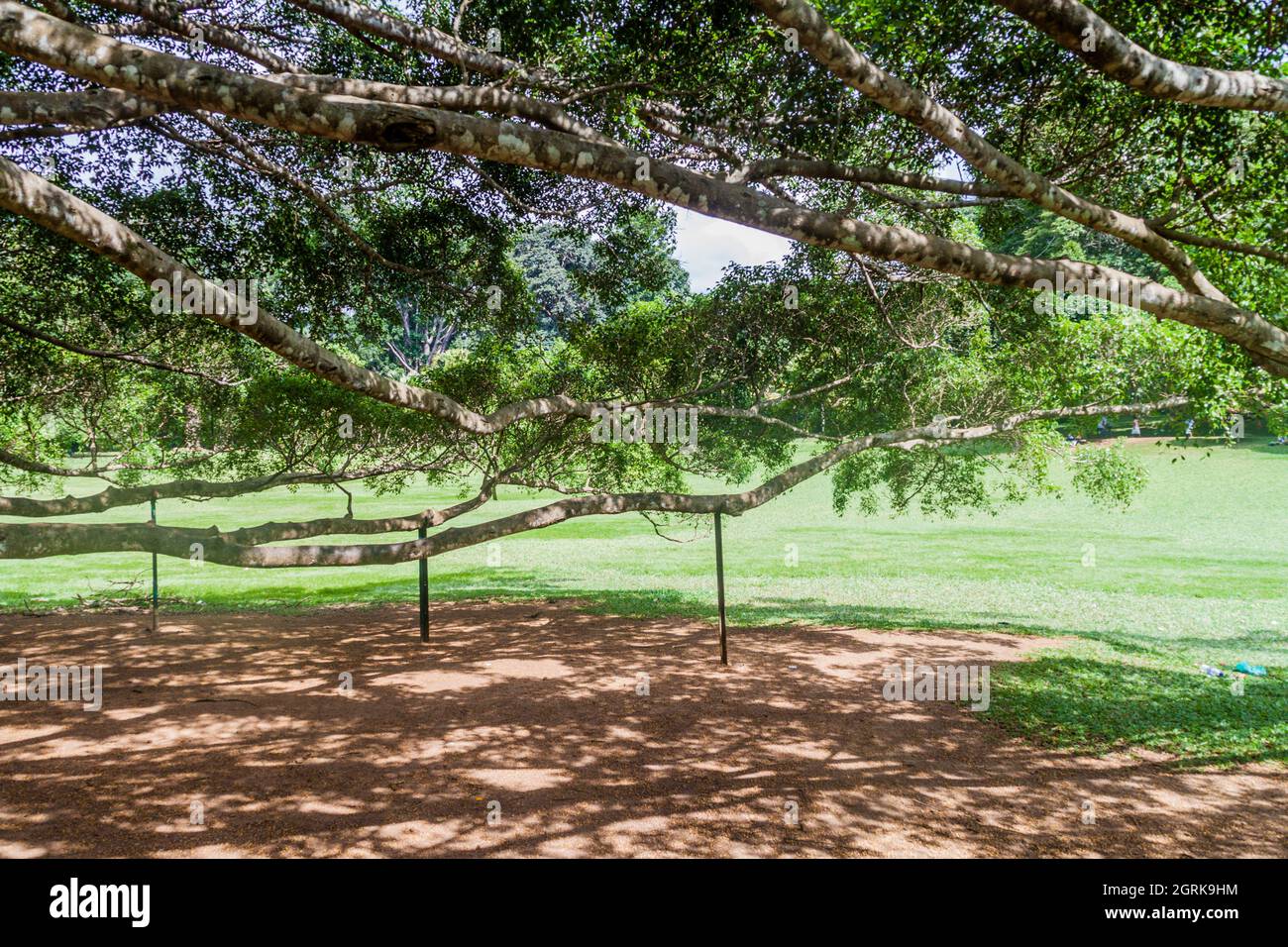 Branches of giant Ficus benjamina in Peradeniya Royal Botanical Gardens ...