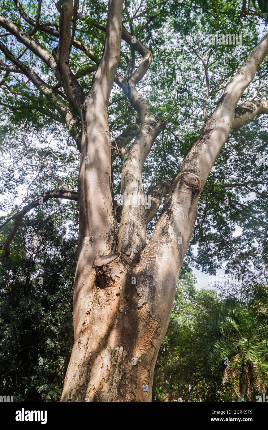 Enterolobium cyclocarpum guanacaste, caro caro, or elephant-ear tree in ...