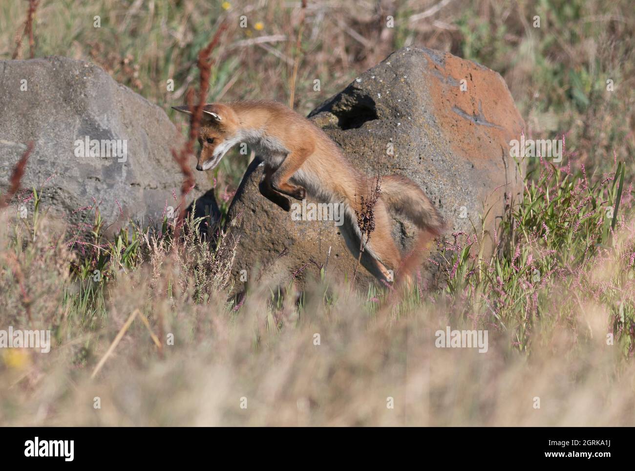Fox pounce hi-res stock photography and images - Alamy