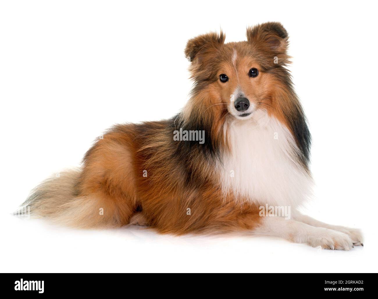 Rough Collie Cut Out Stock Images & Pictures - Alamy