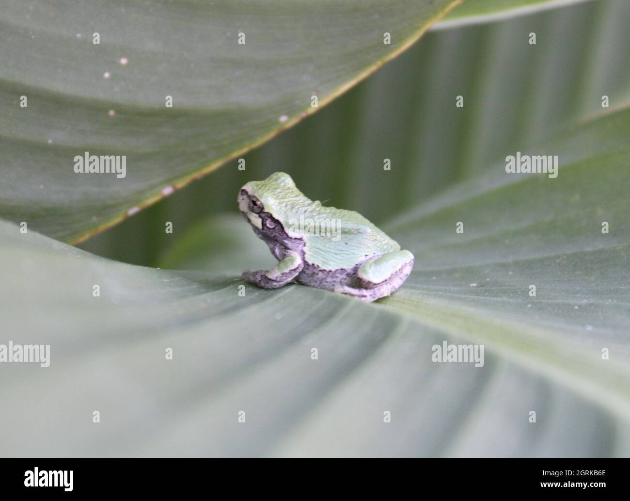 Baby frog sitting on a leaf Stock Photo - Alamy