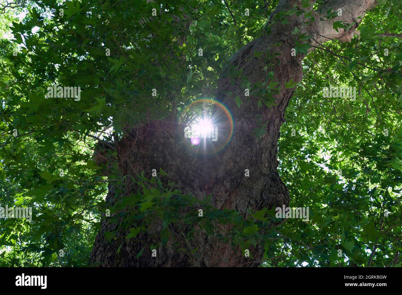 Sunlight filtering through tree hi-res stock photography and images - Alamy