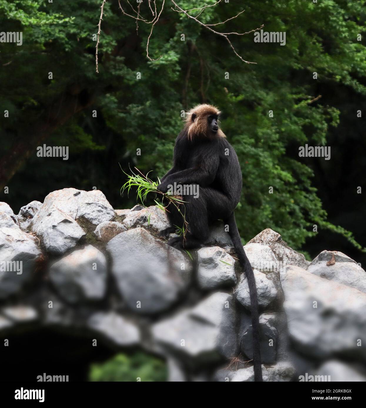 Lion tailed macaque monkey’s reactions Stock Photo - Alamy