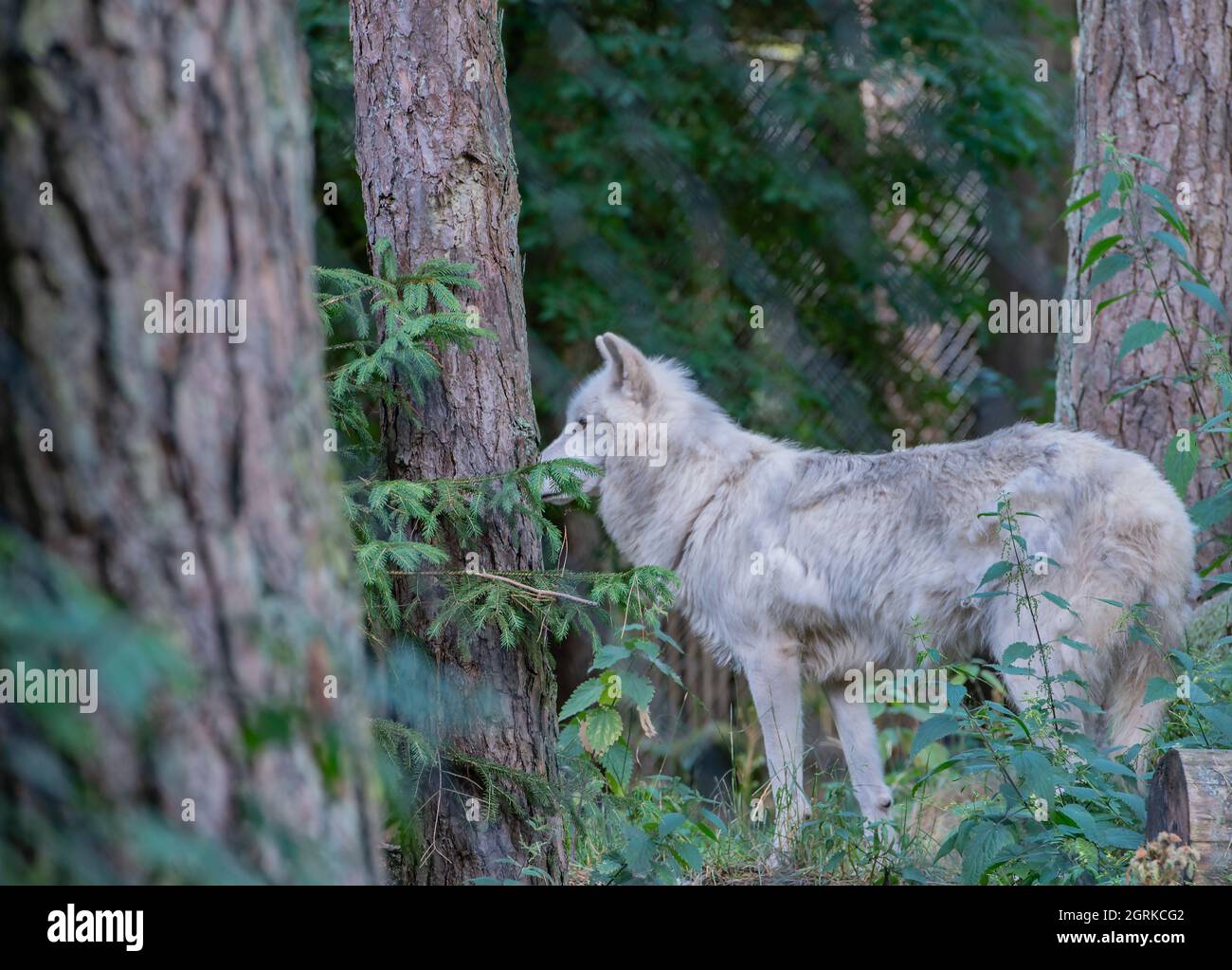 Rabies of wild animals hi-res stock photography and images - Alamy