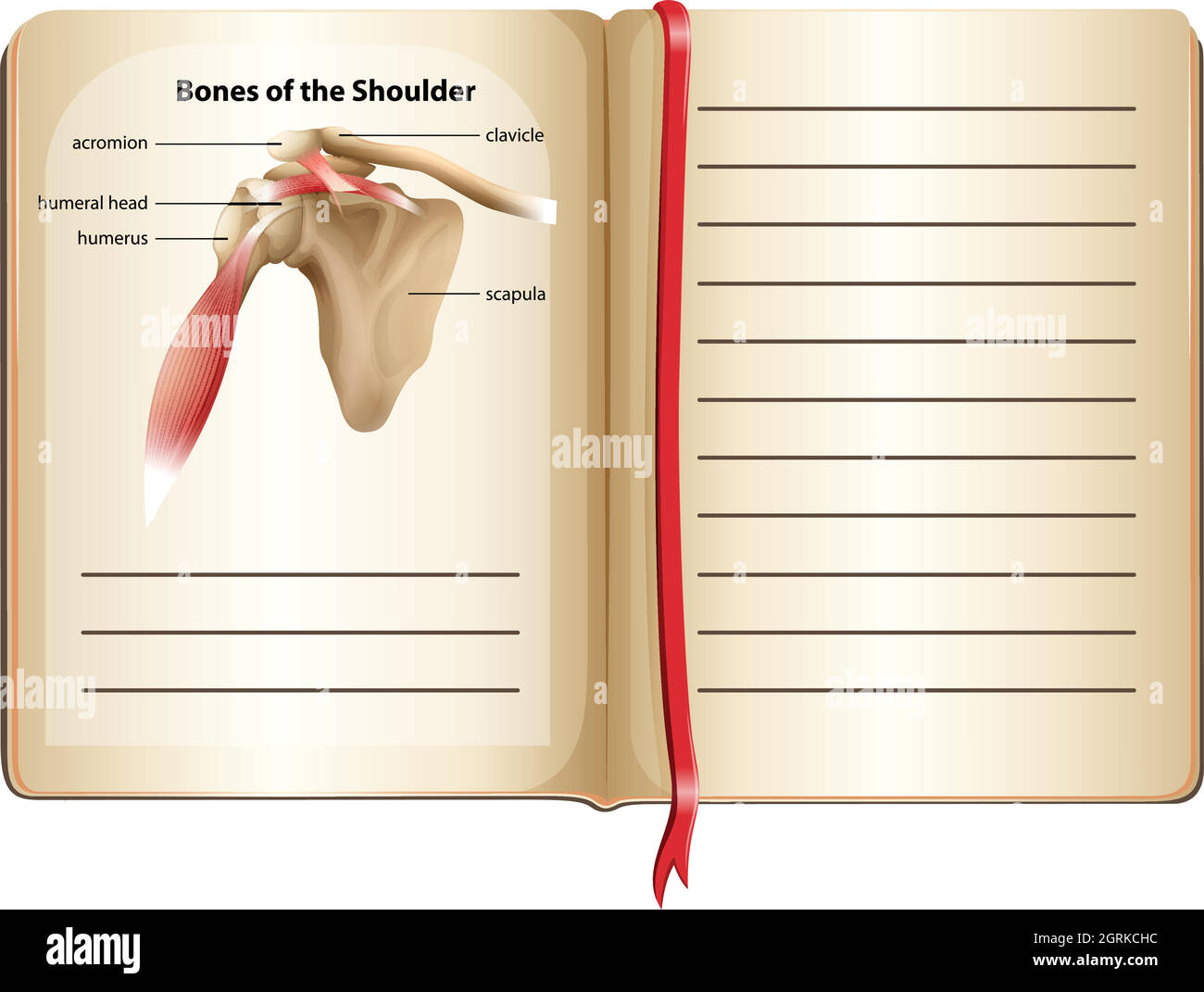 Bones of the shoulder on page Stock Vector Image & Art - Alamy