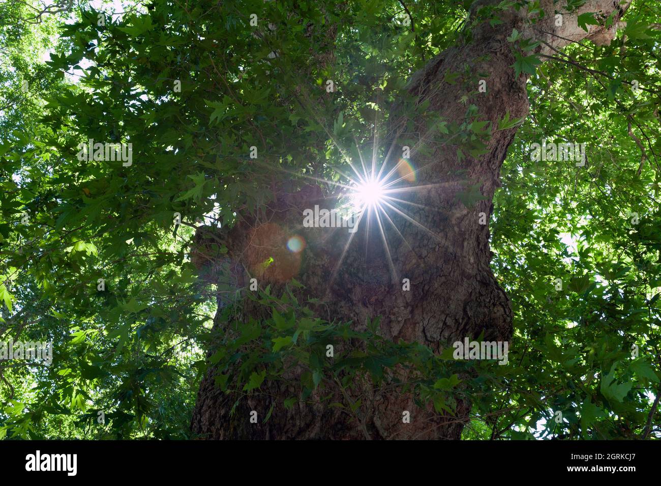 Sunlight filtering through tree hi-res stock photography and images - Alamy