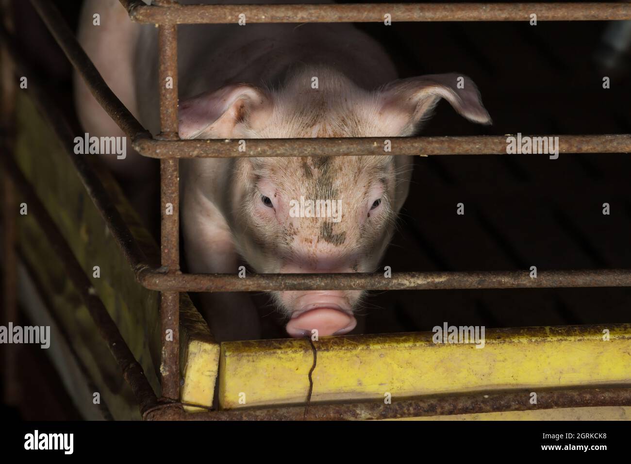 Livestock grate hi-res stock photography and images - Alamy