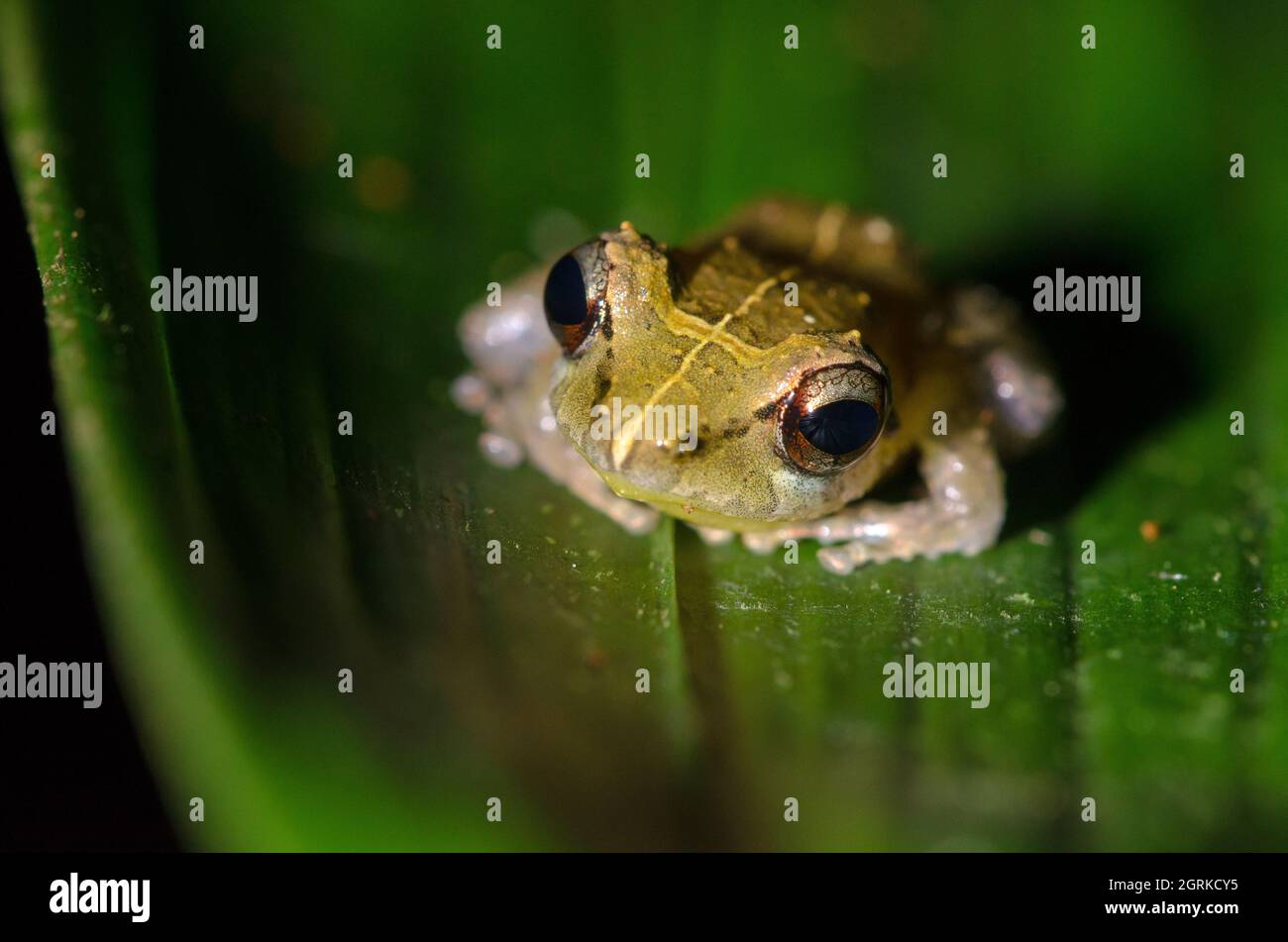 Pygmy frog hi-res stock photography and images - Alamy