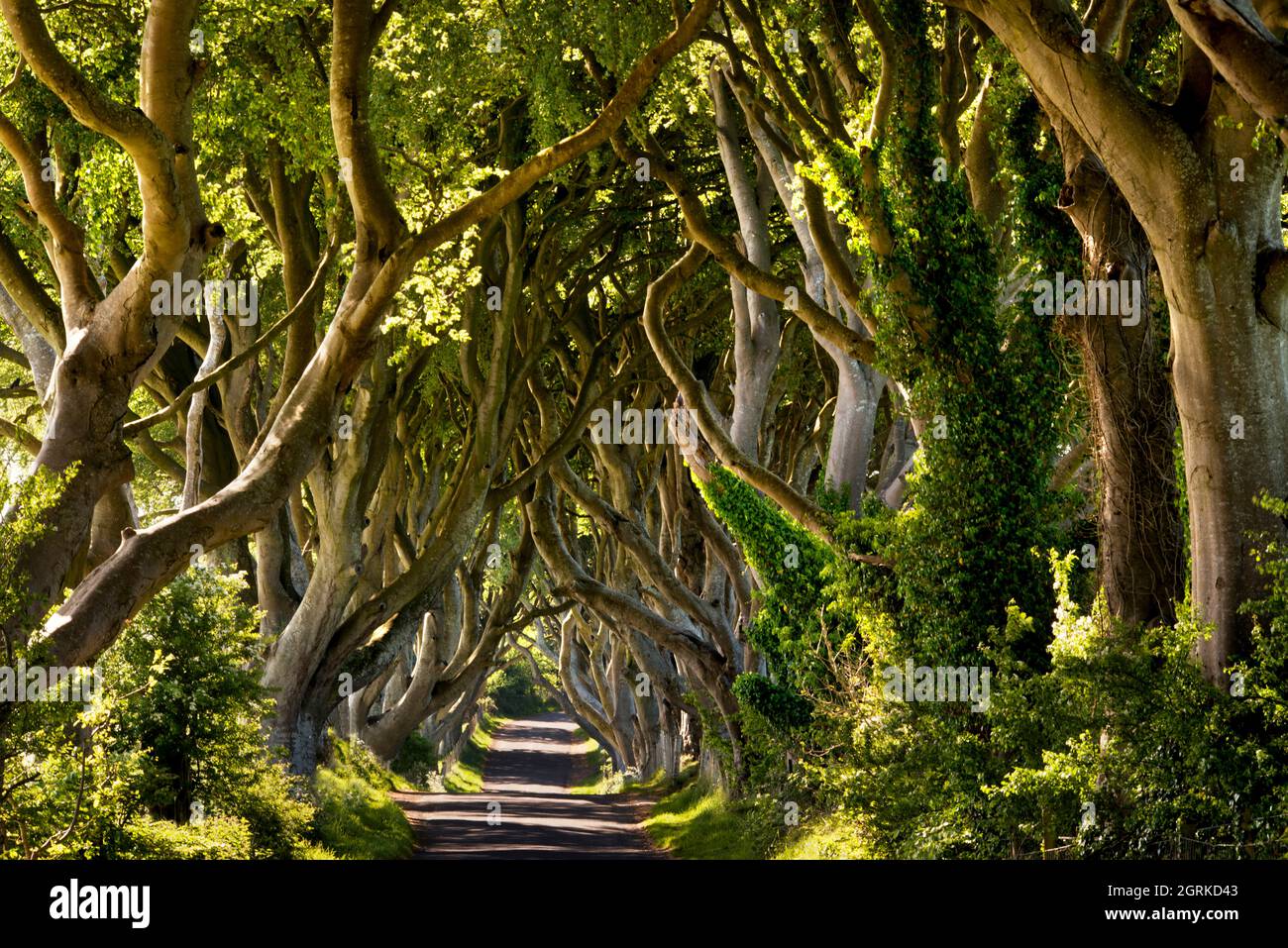 Spring at the Dark Hedges, Stranocum, Co. Antrim , Northern Ireland ...