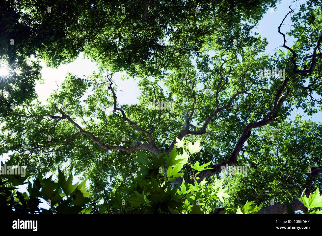 Sunlight filtering through the trees Stock Photo - Alamy