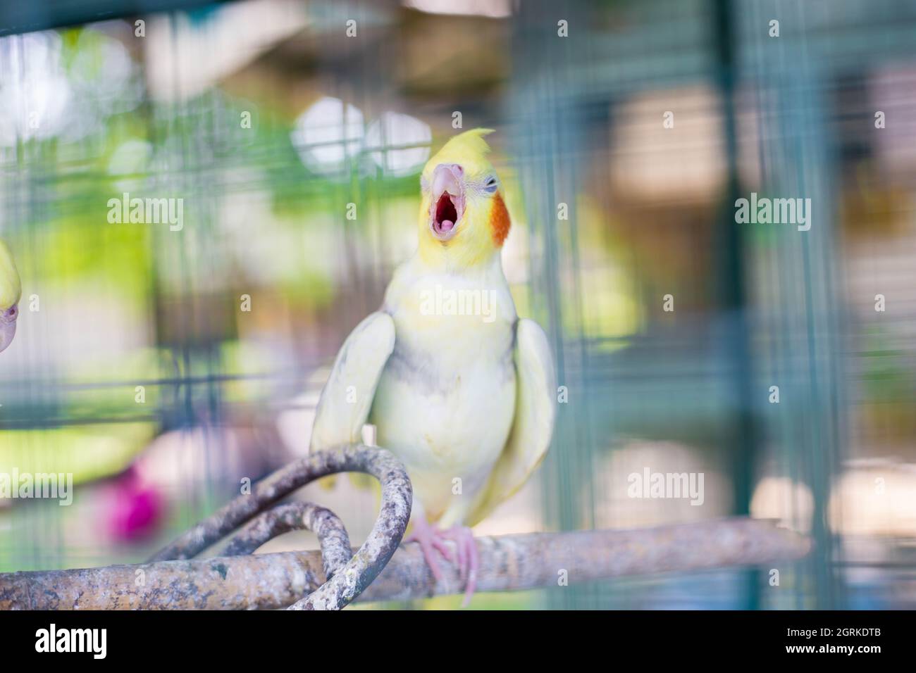 Birds in the zoo hi-res stock photography and images - Alamy