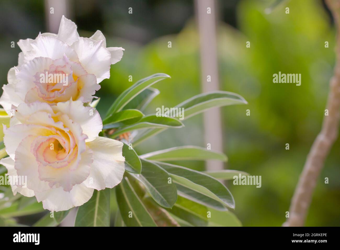 Two ivory white Adenium flowers on a leaf background Stock Photo - Alamy