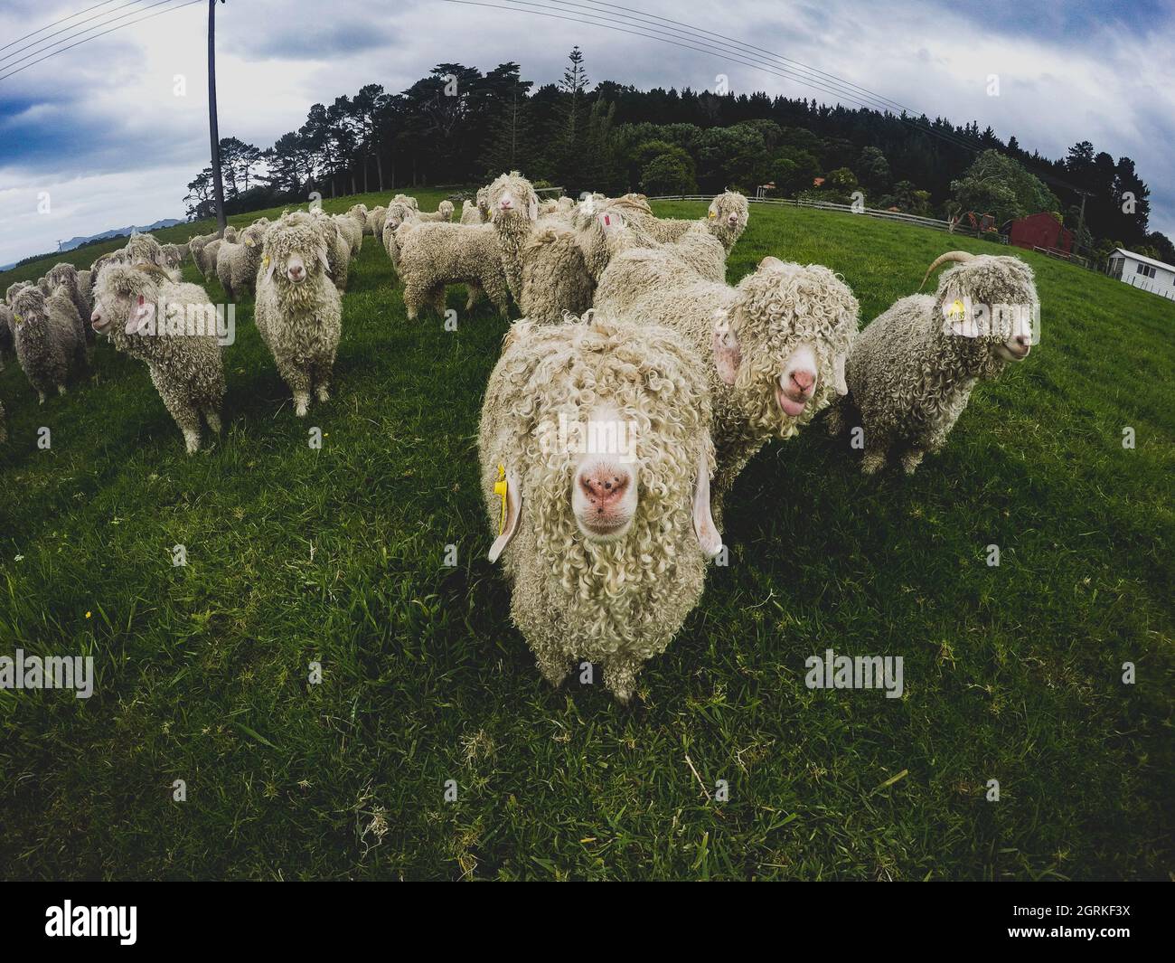 Angora sheep goats hi-res stock photography and images - Alamy