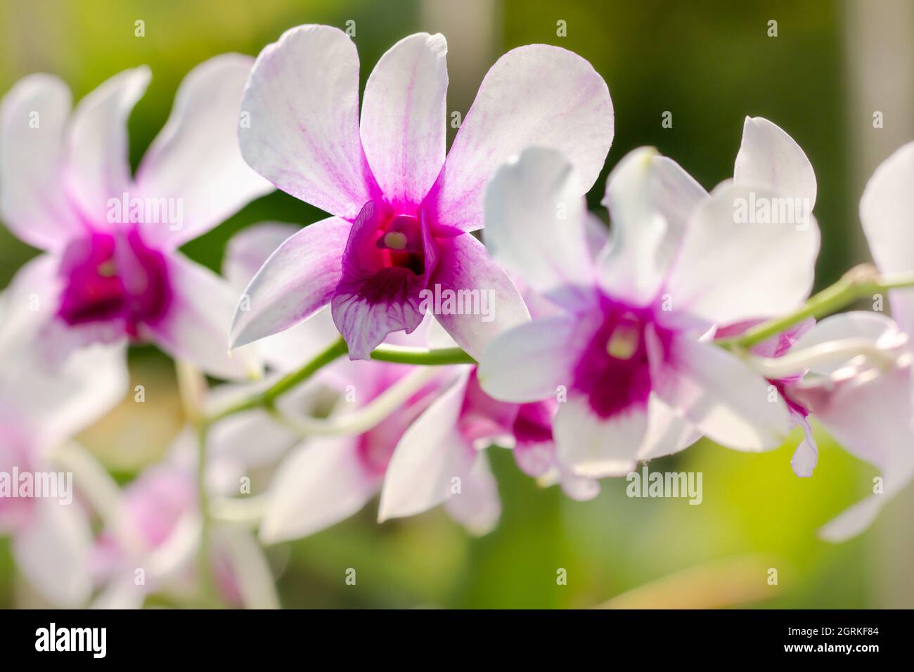 Dendrobium orchid leaves hi-res stock photography and images - Alamy
