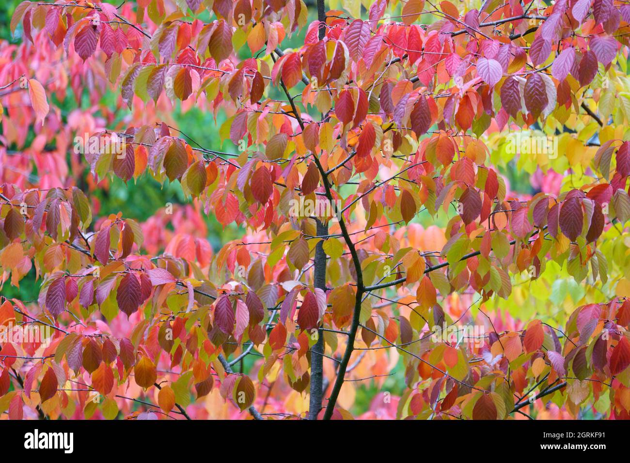 Autumn nature. Fall season concept. Elm bright red and orange leaves ...