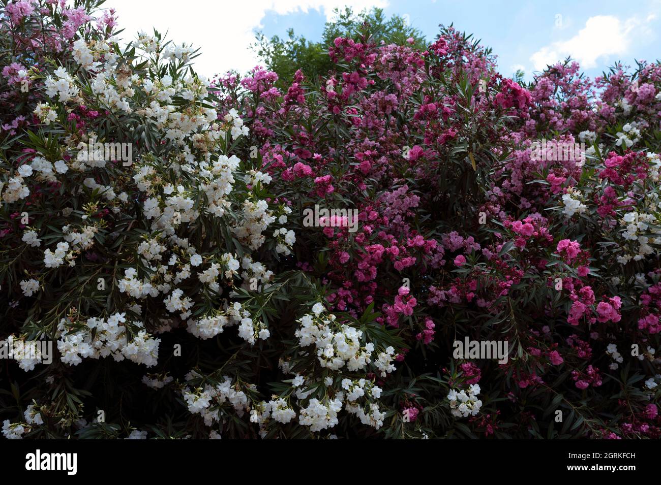 Botany garden hi-res stock photography and images - Alamy