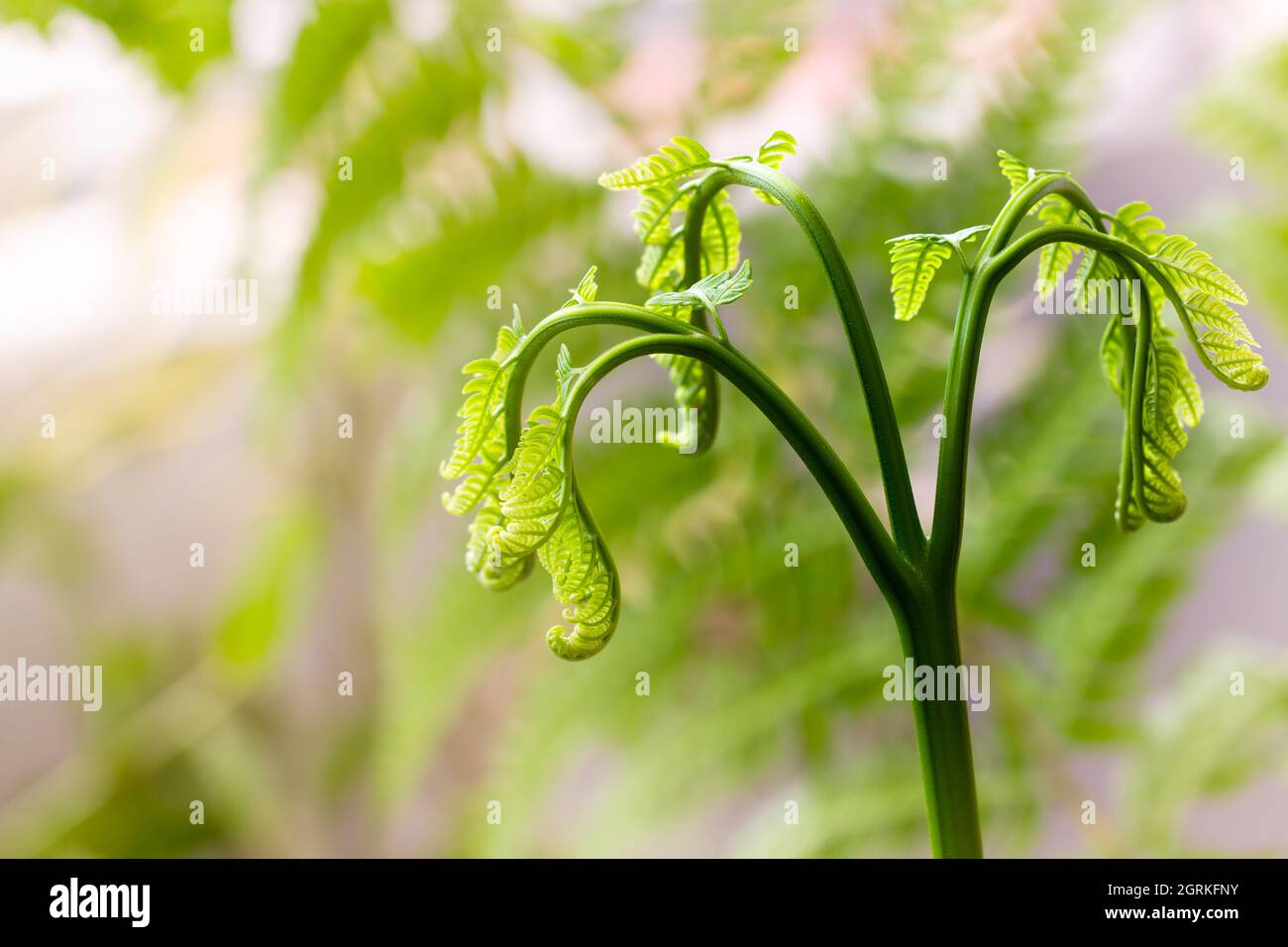 Fern leaf buds are getting ready to bloom into leaves with interesting ...
