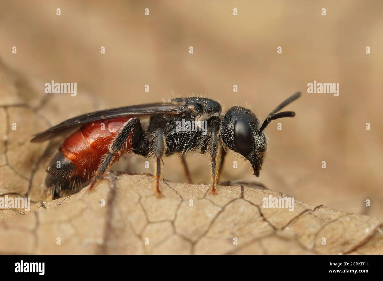 Blood bee hi-res stock photography and images - Alamy