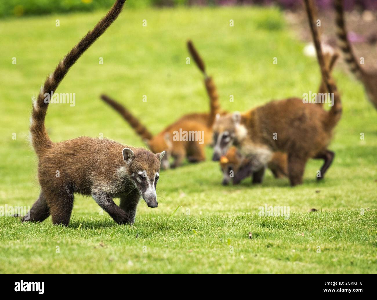 Coati family hi-res stock photography and images - Alamy