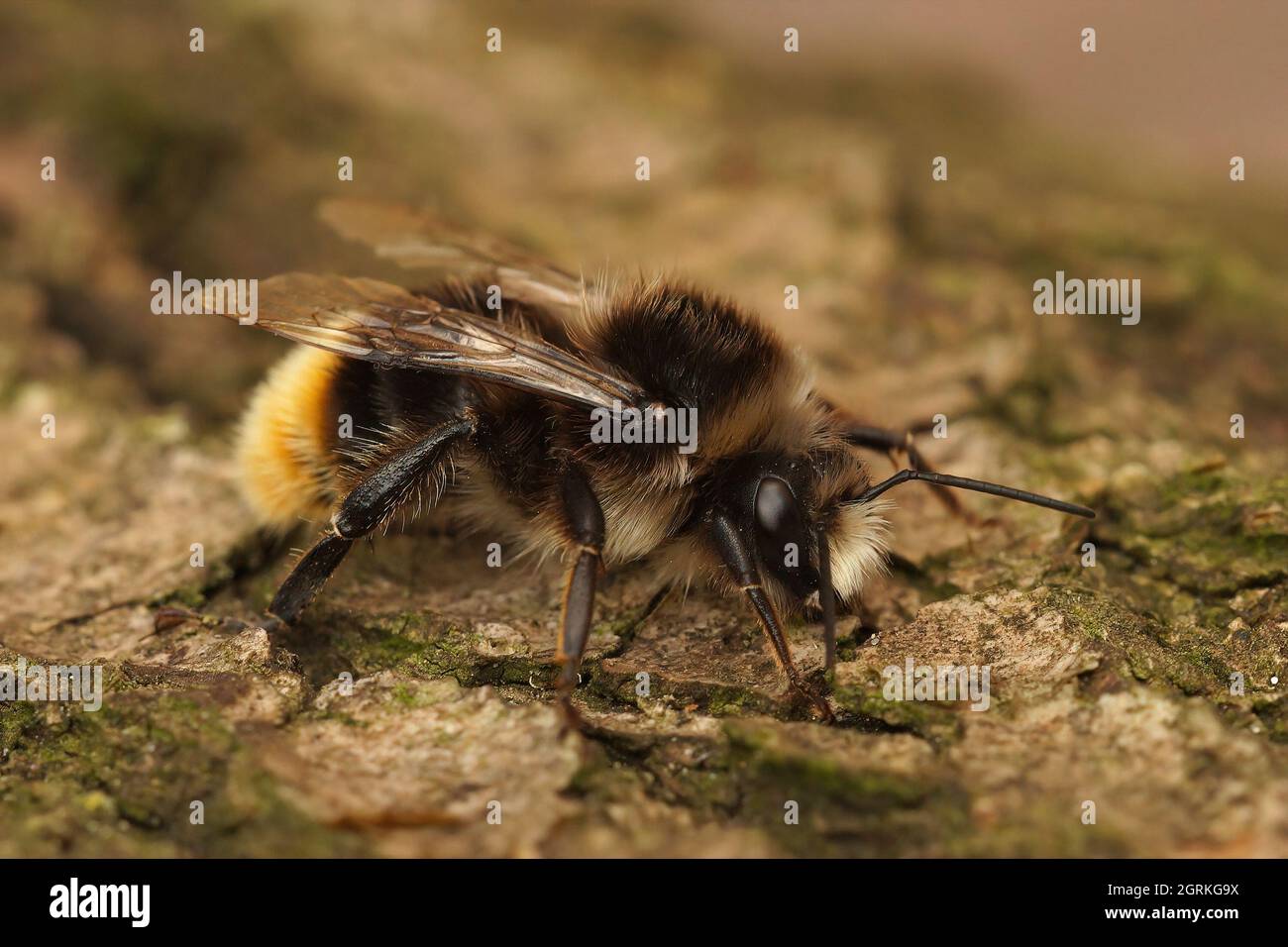 Red tailed bumblebee male hi-res stock photography and images - Alamy