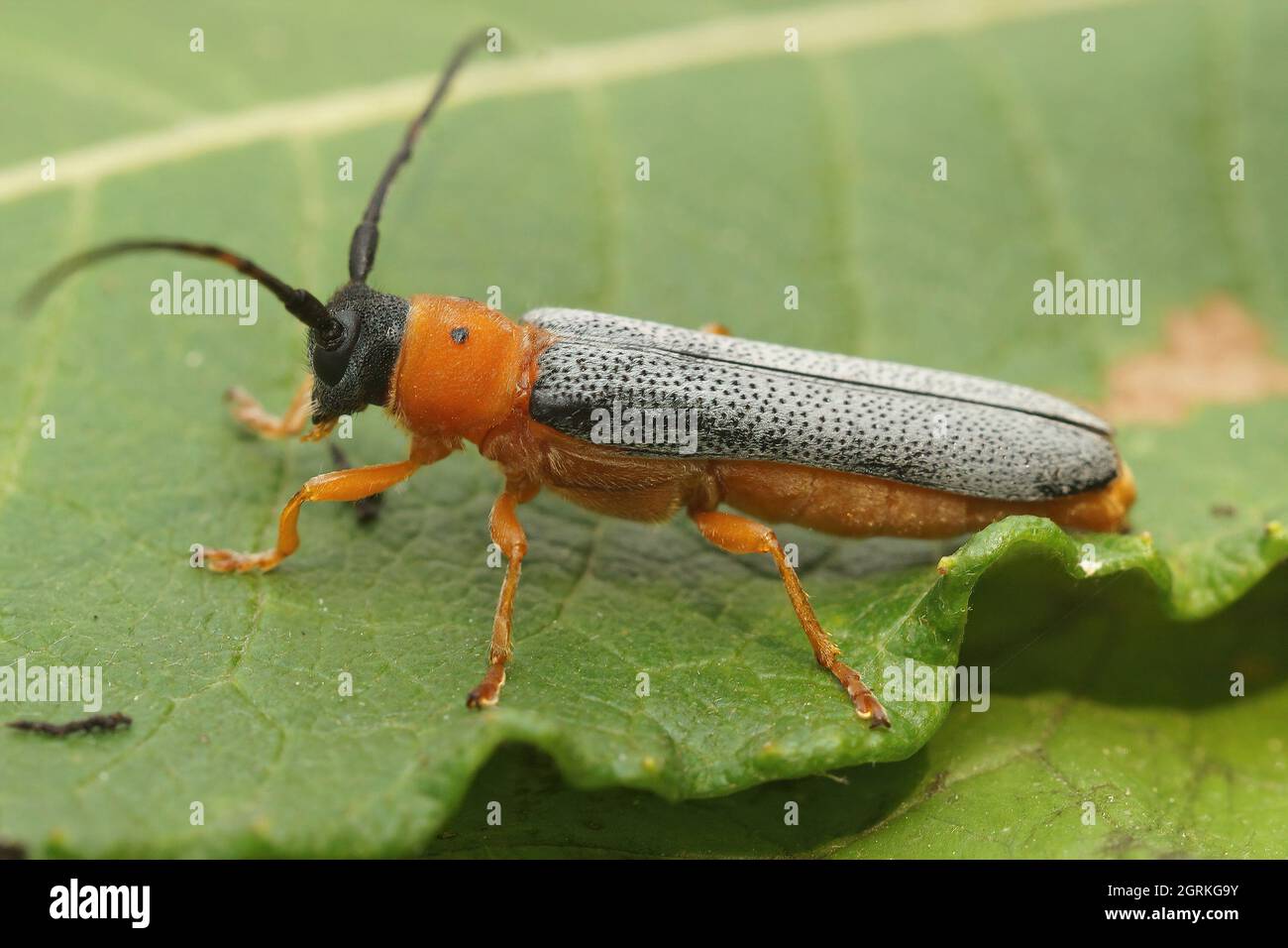 Closeup on Oberea oculata, a colorful longhorn beetle Oberea oculata ...