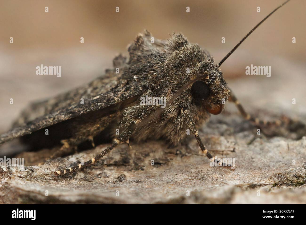 Closeup on the common rustic moth, Mesapamea secalis sitting Stock ...