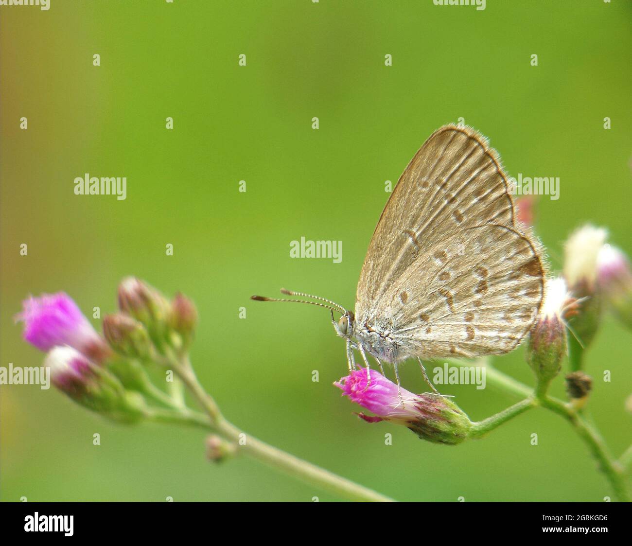 Little butterfly hi-res stock photography and images - Alamy