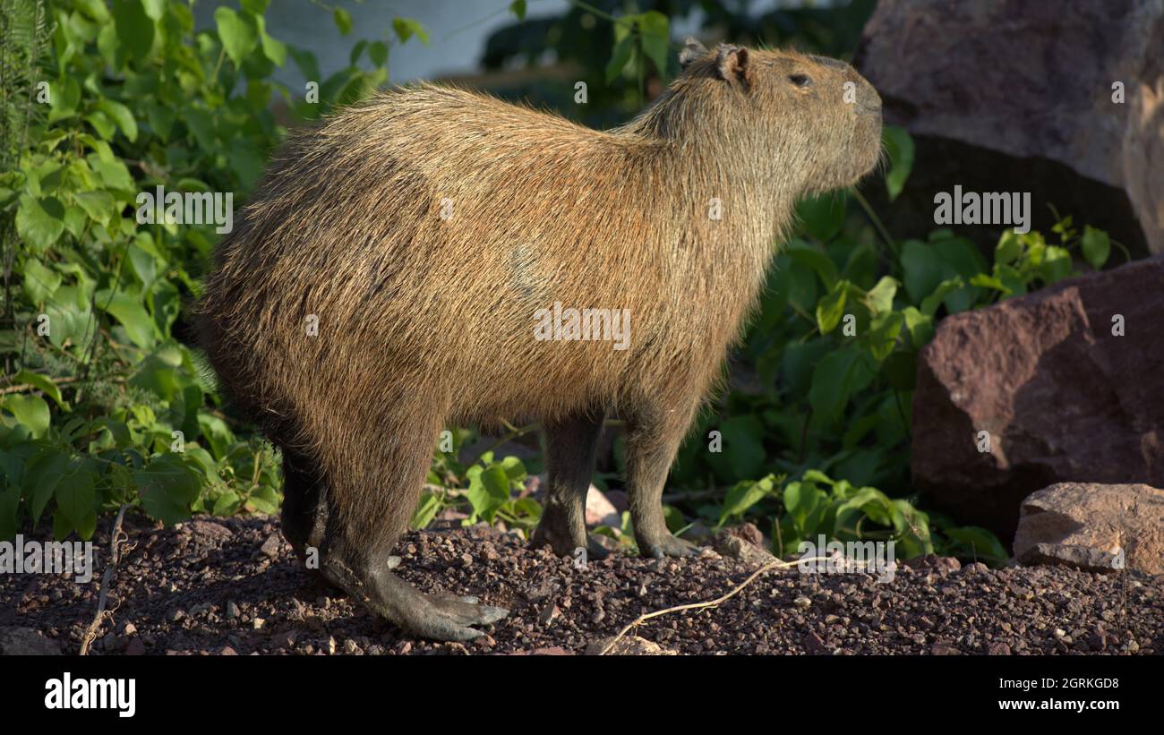 Capybara standing hi-res stock photography and images - Alamy