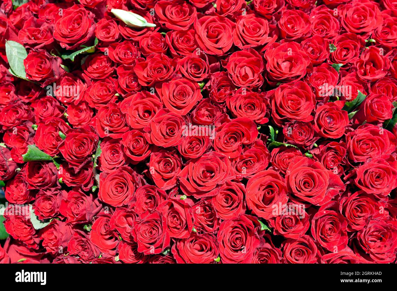 Flower garden, parterre, flowers, beatiful spring Stock Photo - Alamy