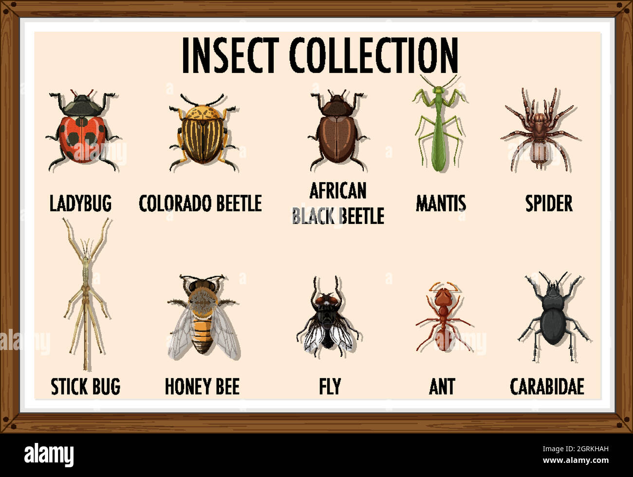 Set of insect collection in wooden frame Stock Vector Image & Art - Alamy