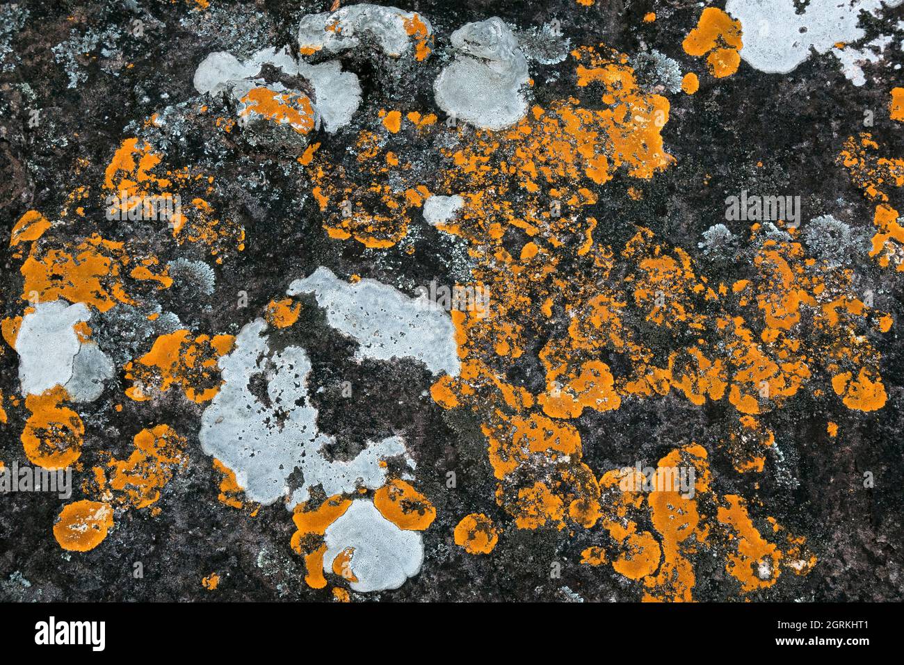 Lichen Growing On Stone High Resolution Stock Photography and Images ...