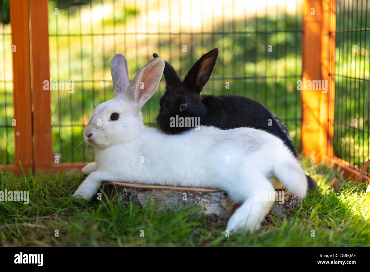 White rabbit grooming hi-res stock photography and images - Alamy