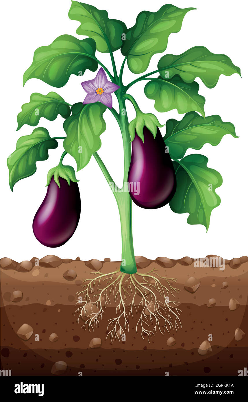 Fruit on ground Stock Vector Images - Alamy