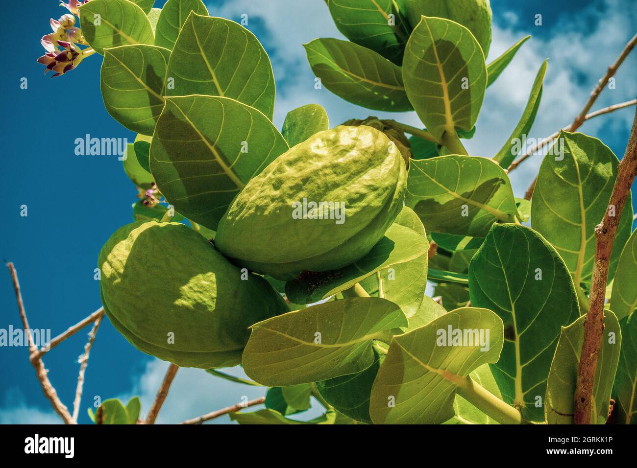 Wild plant with green fruits in the Caribbean Stock Photo - Alamy