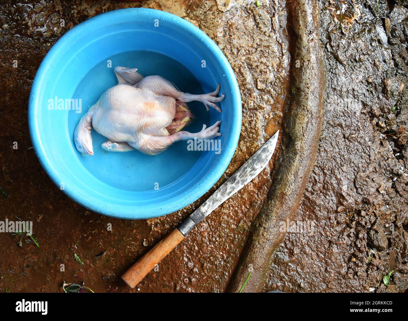Dead chicken ground hi-res stock photography and images - Alamy
