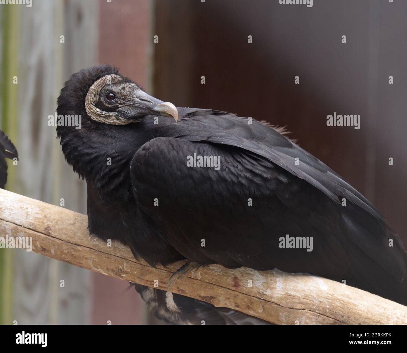 Carbon bird hi-res stock photography and images - Alamy