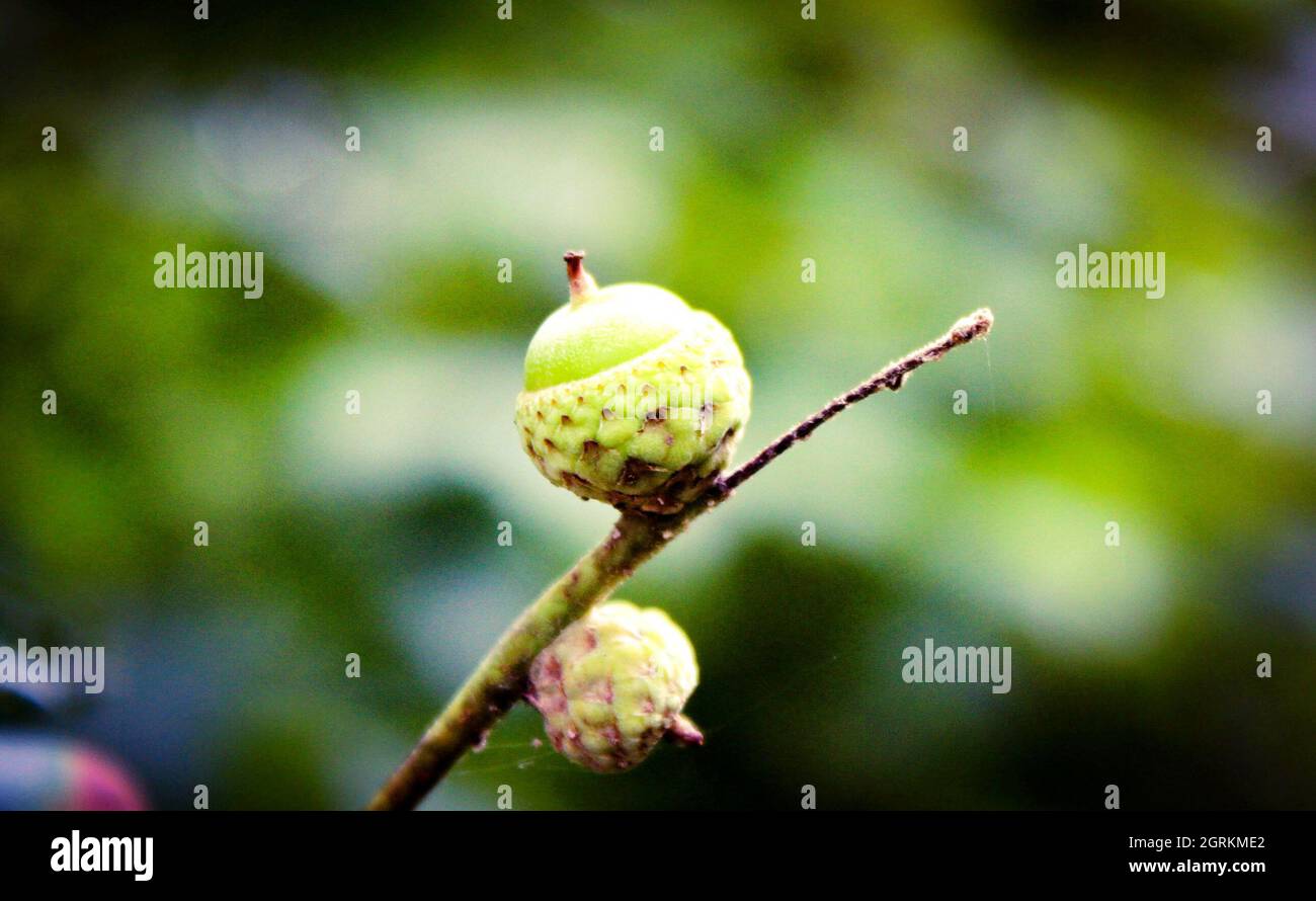 Acorn head hi-res stock photography and images - Alamy